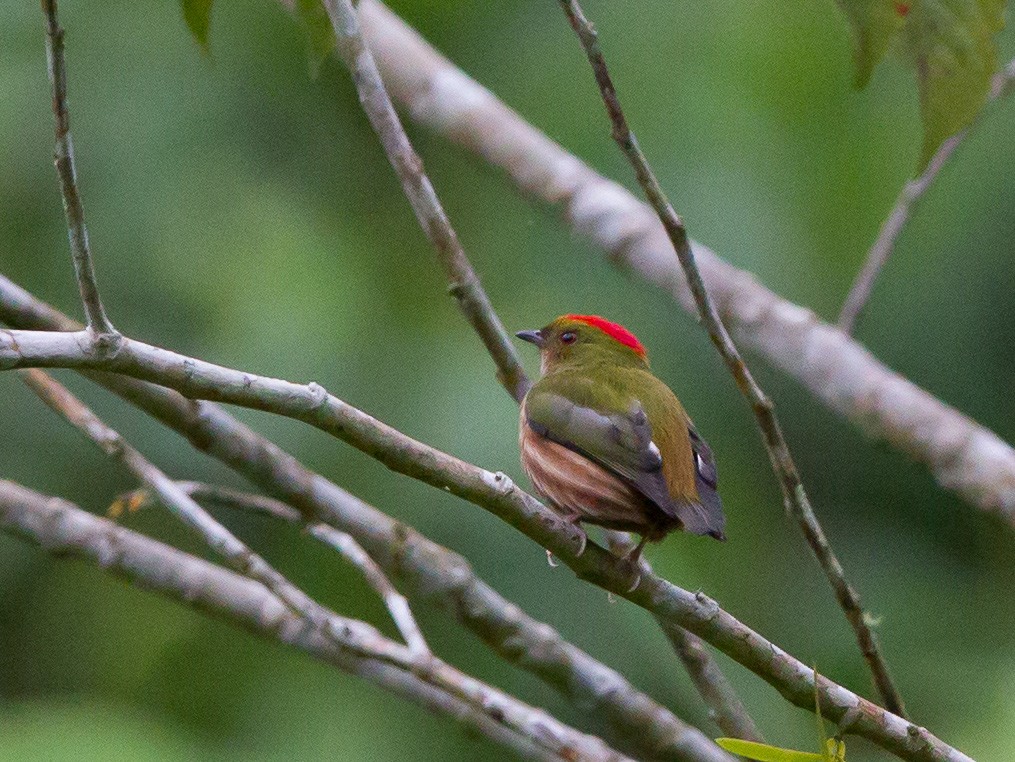 Painted Manakin - eBird