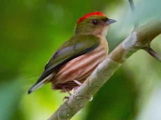 Painted Manakin - Machaeropterus eckelberryi - Birds of the World