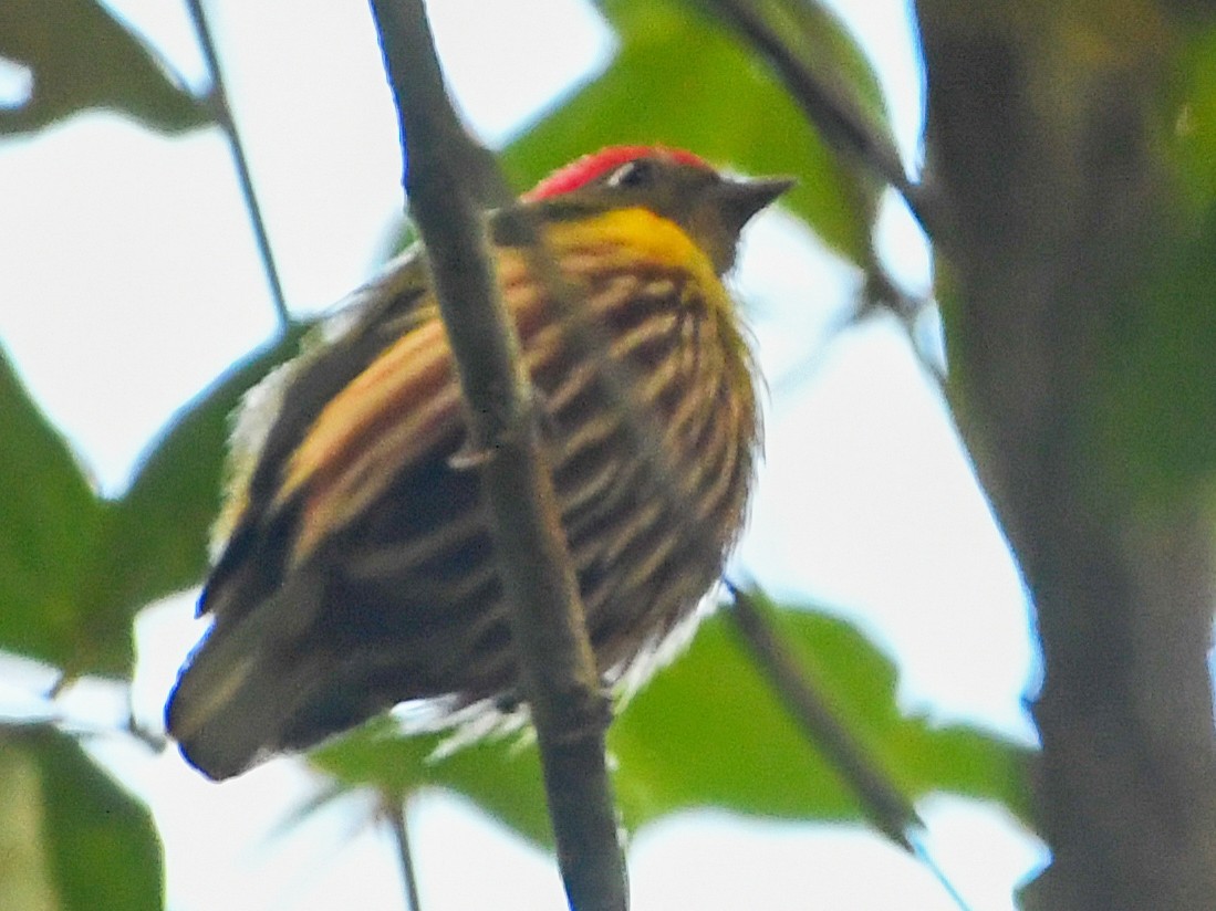 Painted Manakin - eBird