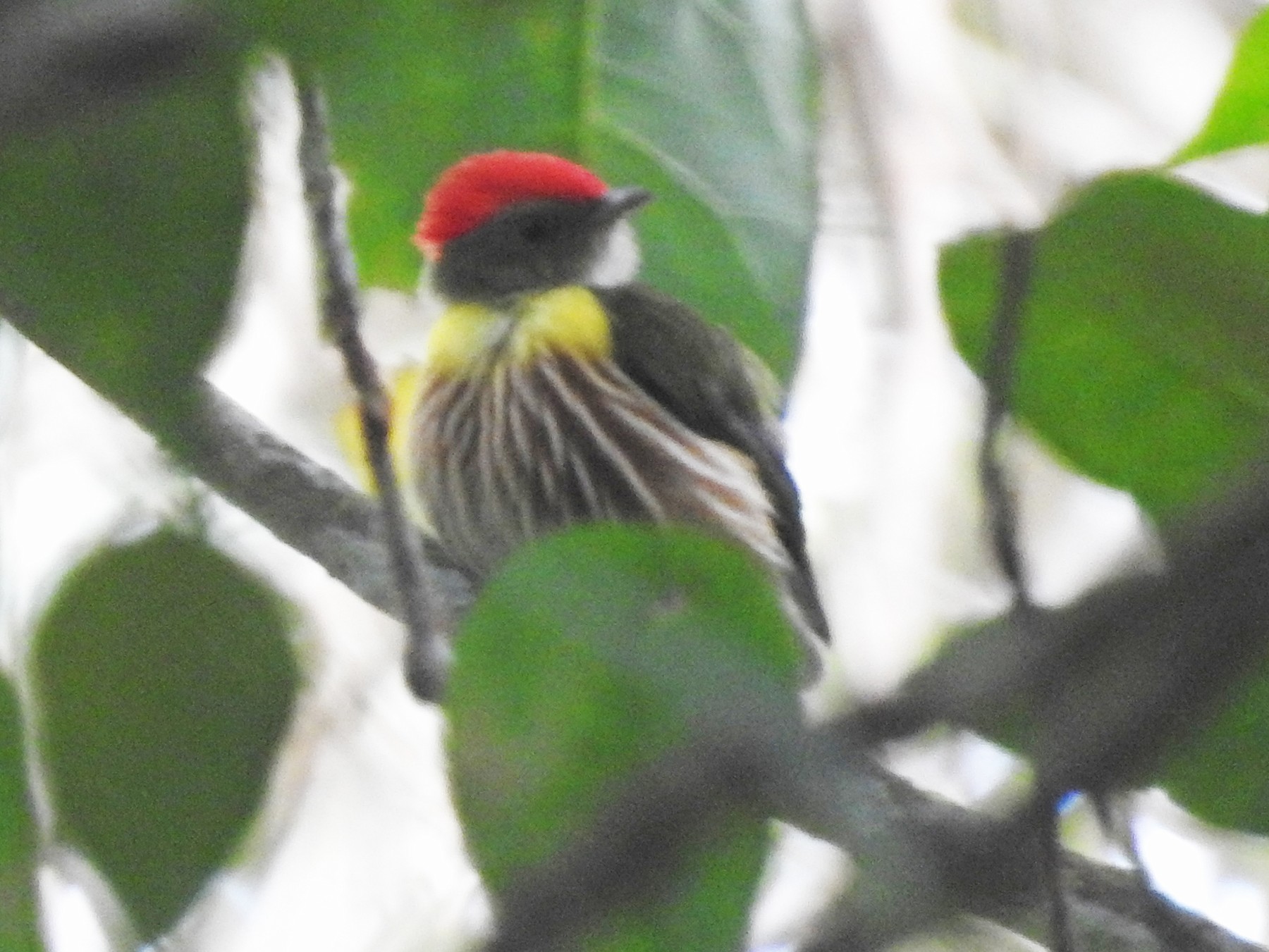 Painted Manakin - eBird