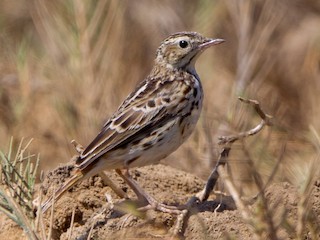 Peruvian Pipit - eBird