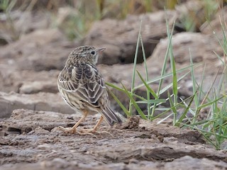 Peruvian Pipit - eBird