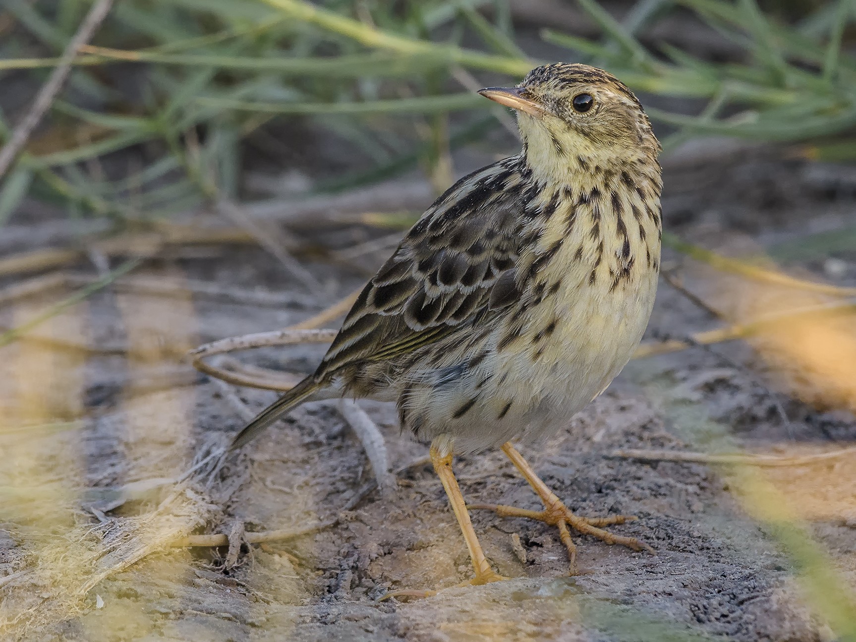 Peruvian Pipit - eBird