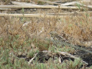 Peruvian Pipit - eBird