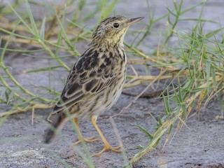 Peruvian Pipit - eBird