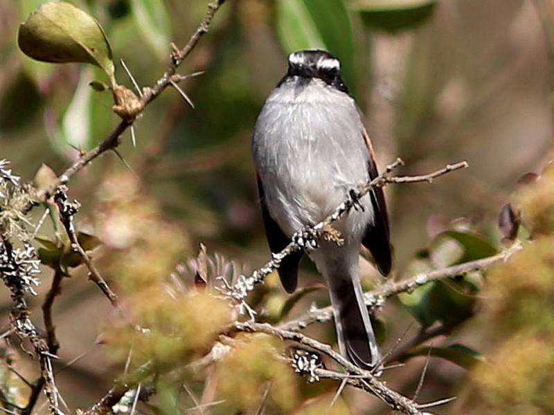 Piura Chat-Tyrant - eBird