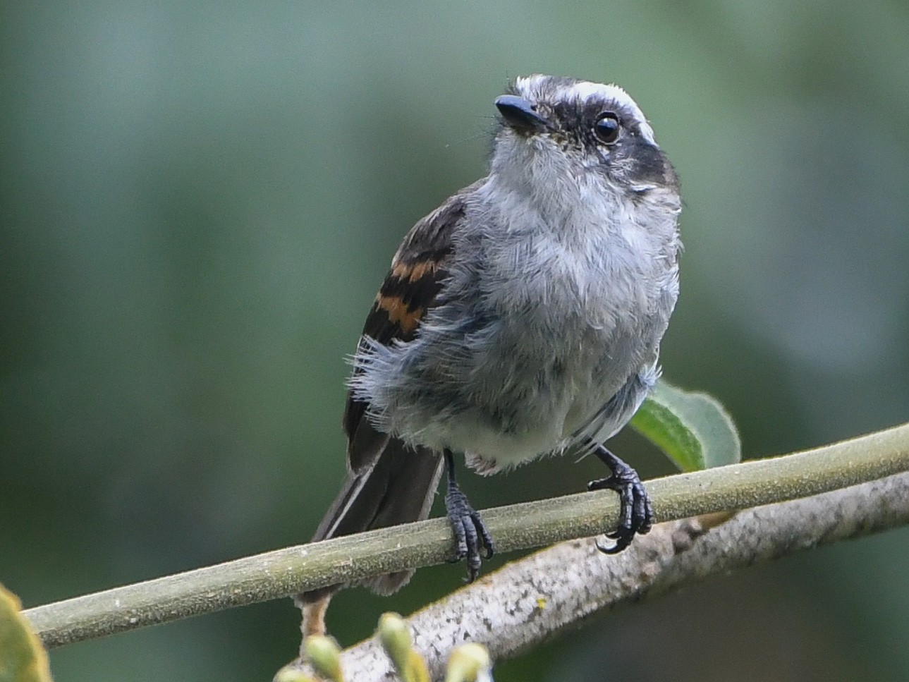 Piura Chat-Tyrant - eBird