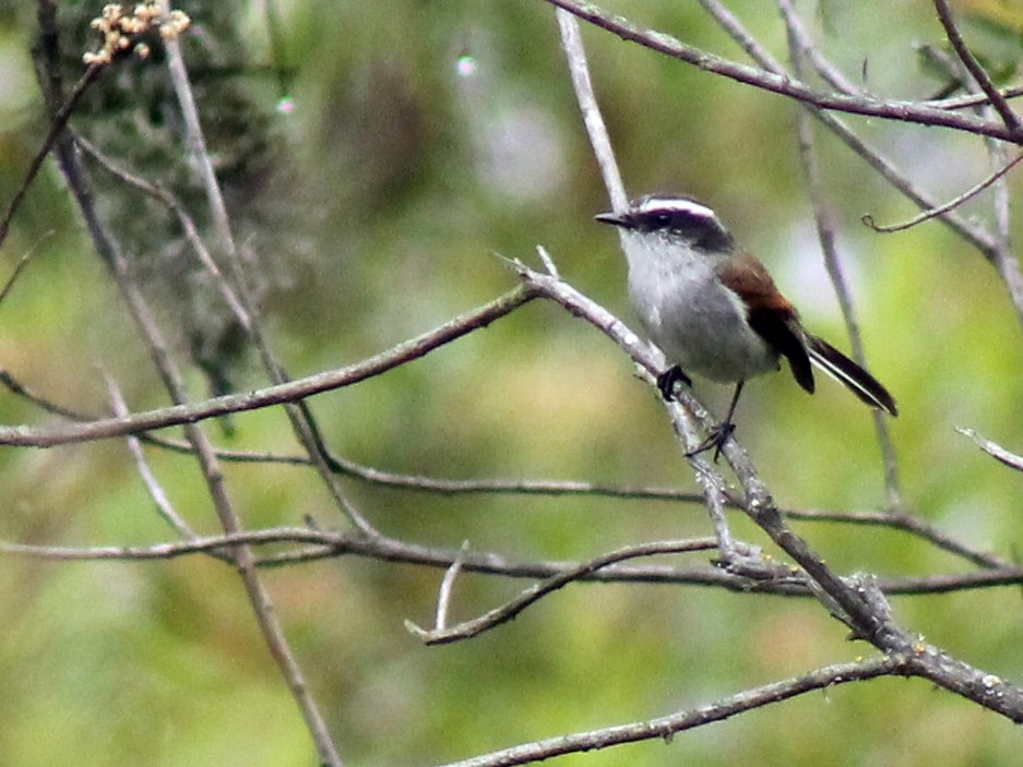 Pitajo de Piura - eBird