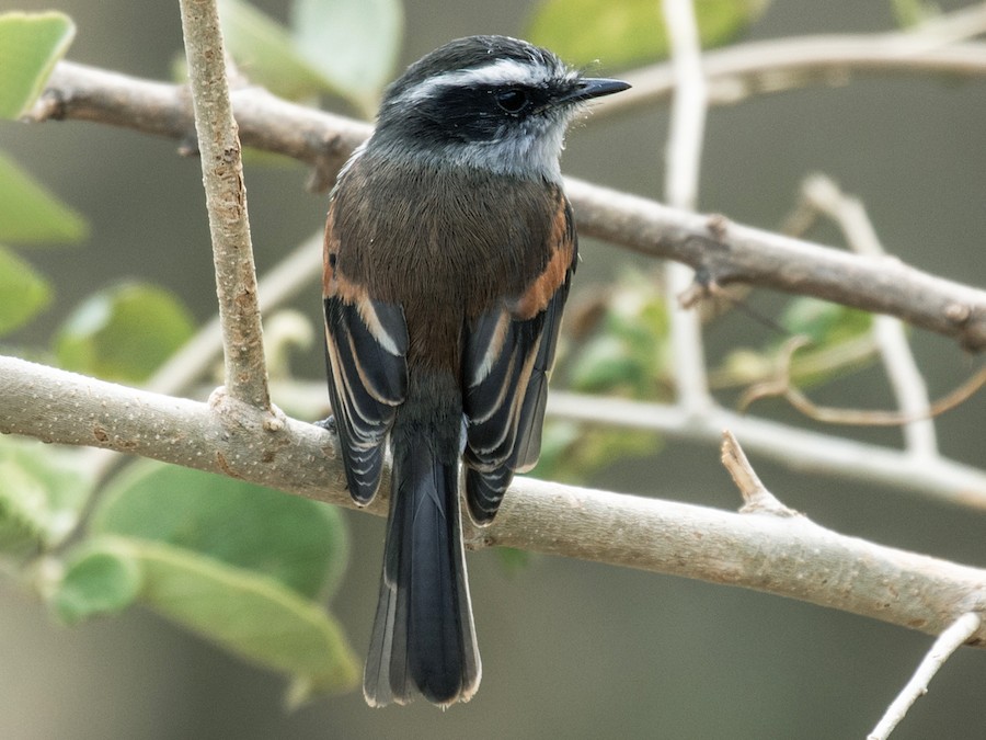 Pitajo de Piura - eBird