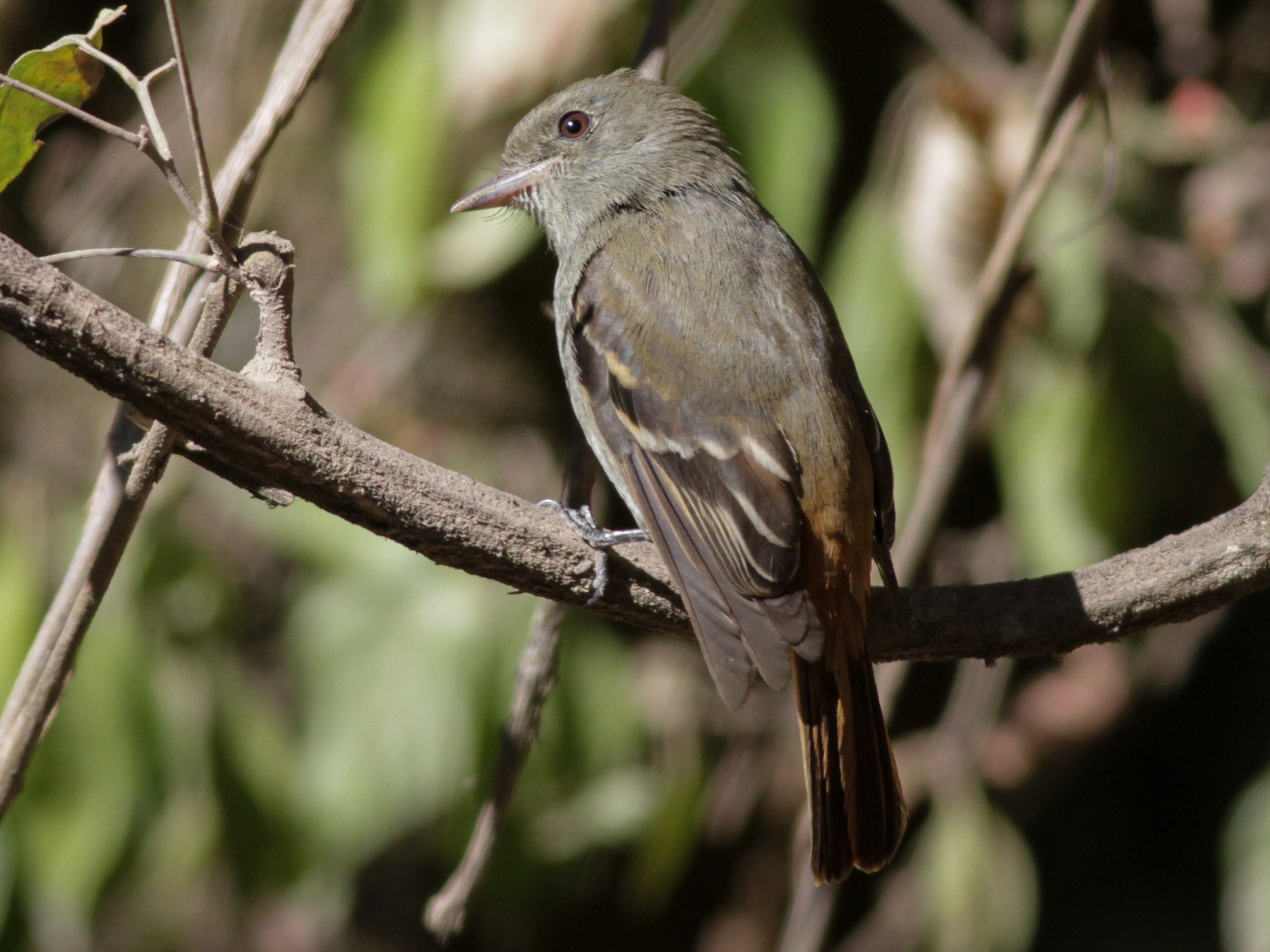 Plumbeous Black-Tyrant - eBird