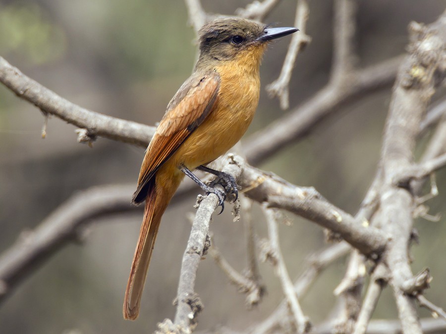 Copetón Rufo - eBird