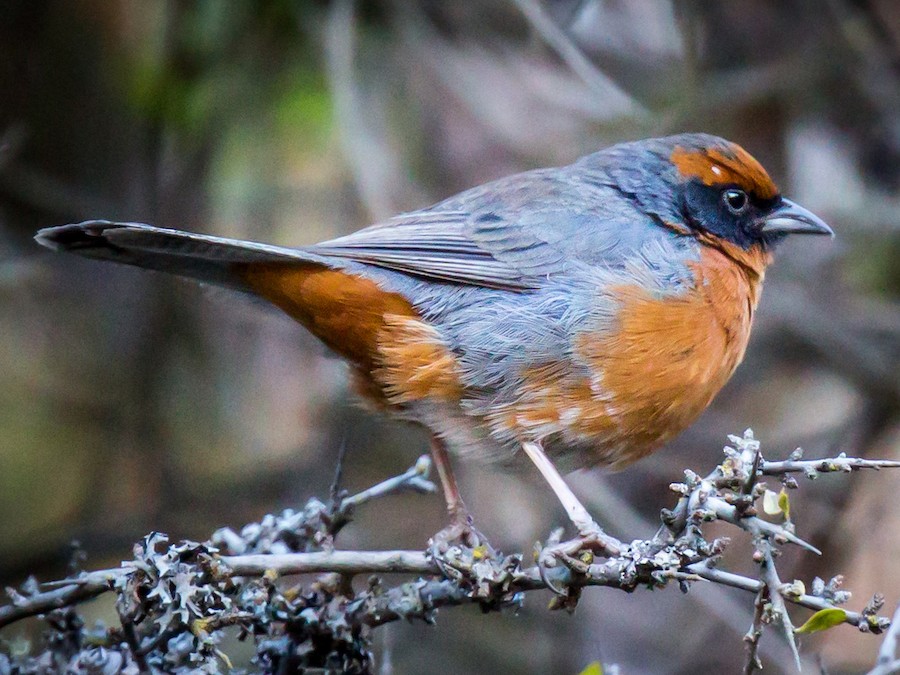 Rufous-breasted Warbling Finch - eBird