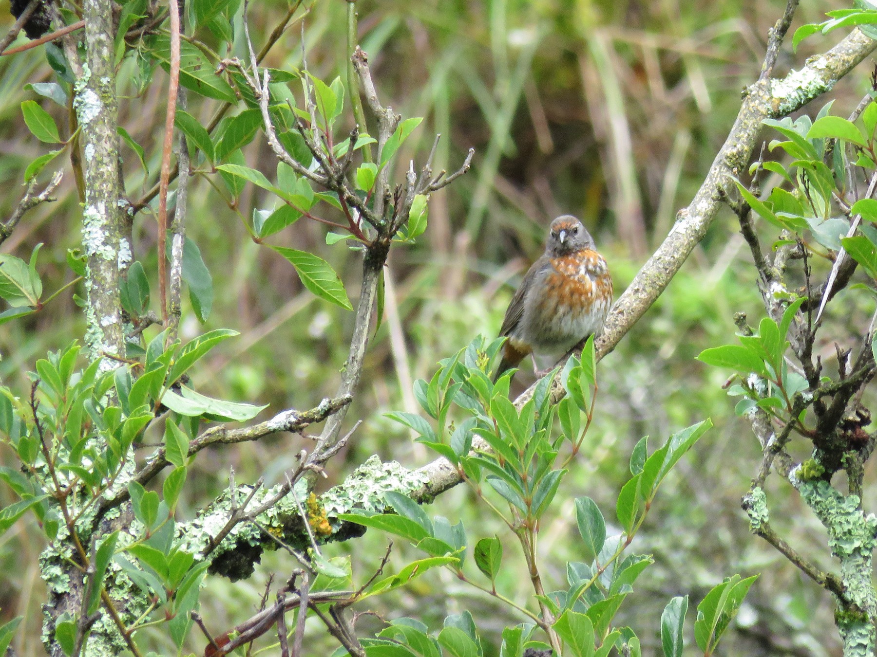Rufous-breasted Warbling Finch - eBird
