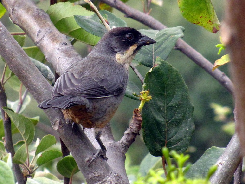 Rusty-bellied Brushfinch - eBird