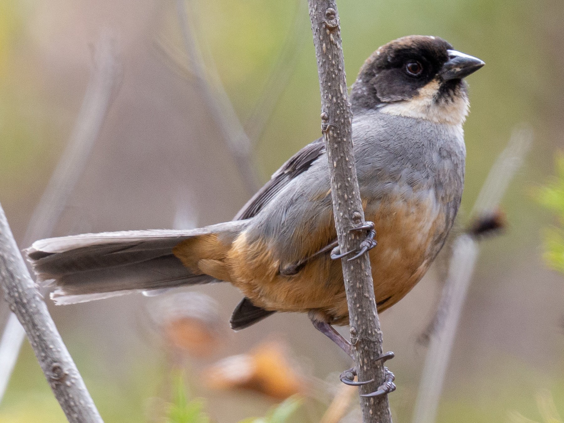 Rusty-bellied Brushfinch - eBird