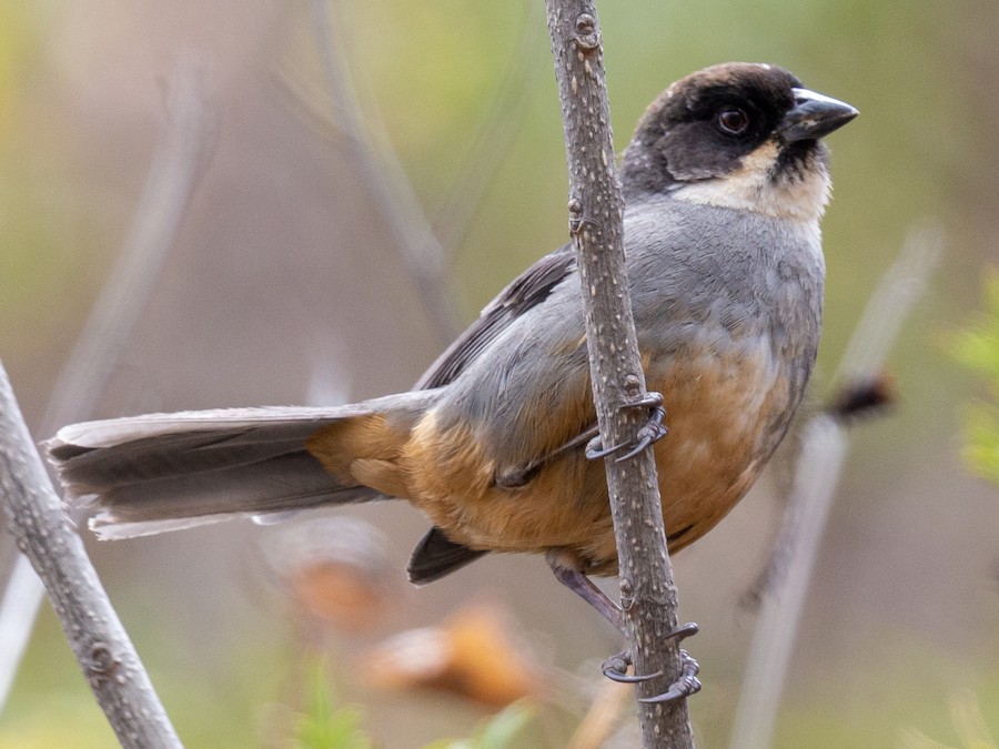 Rusty-bellied Brushfinch - eBird