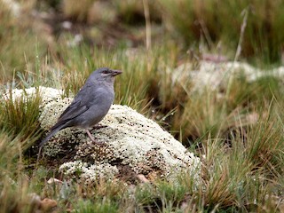 Boulder Finch - eBird