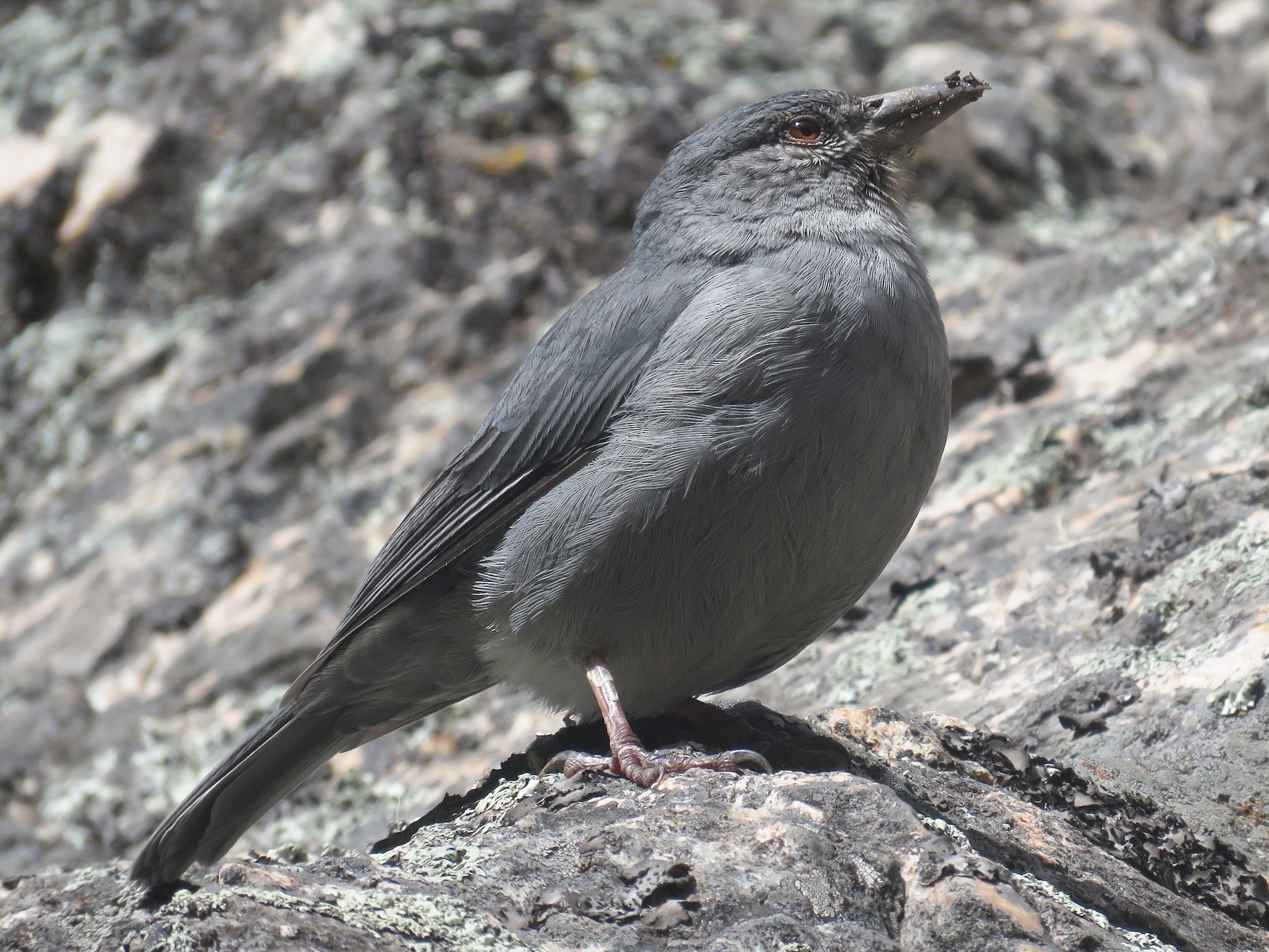 Boulder Finch - eBird