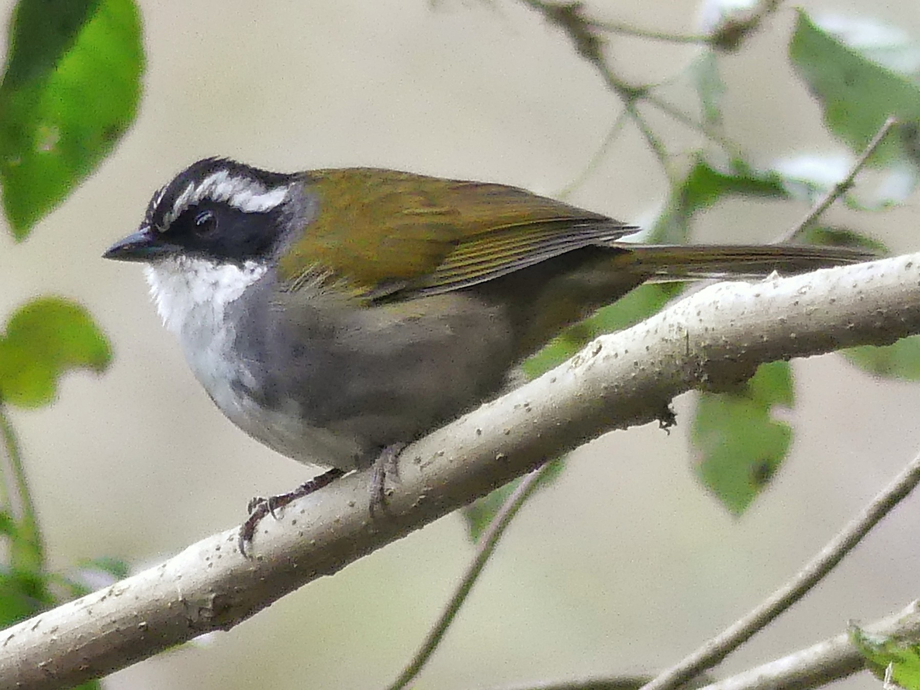 Tohi à tête rayée - eBird