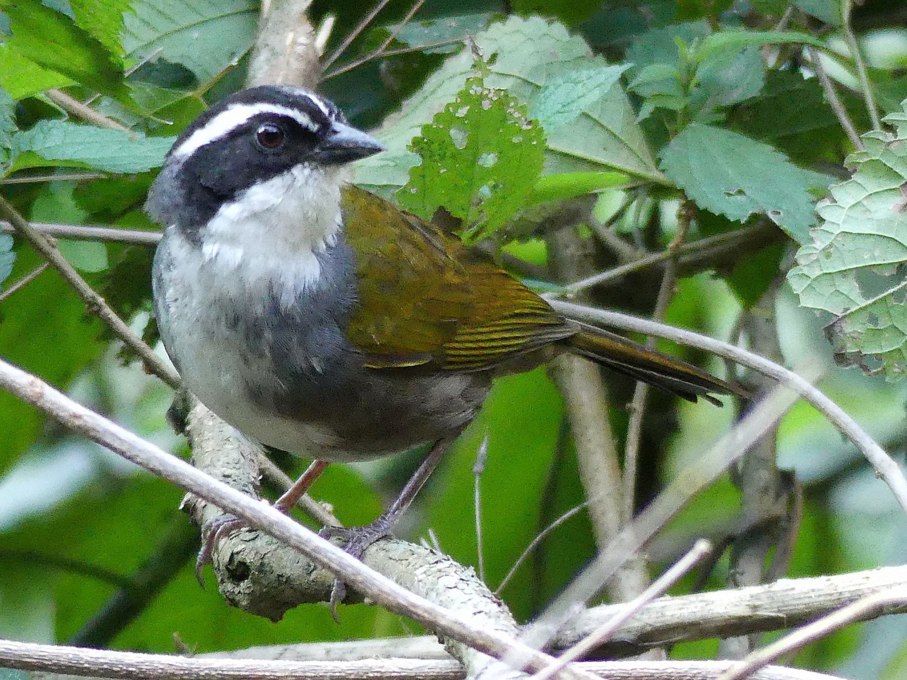 White-browed Brushfinch - eBird