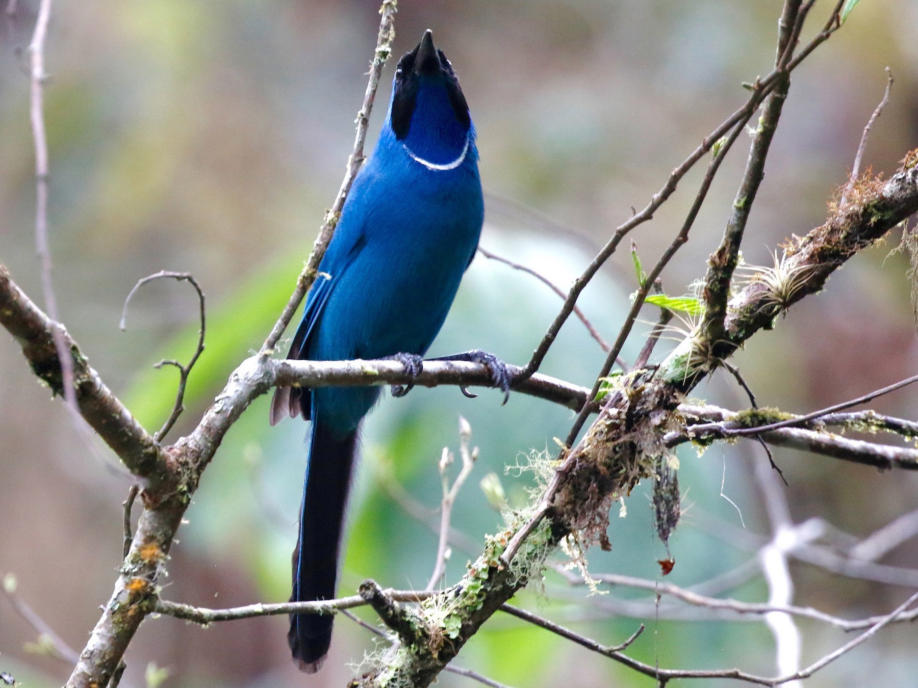 White-collared Jay - eBird