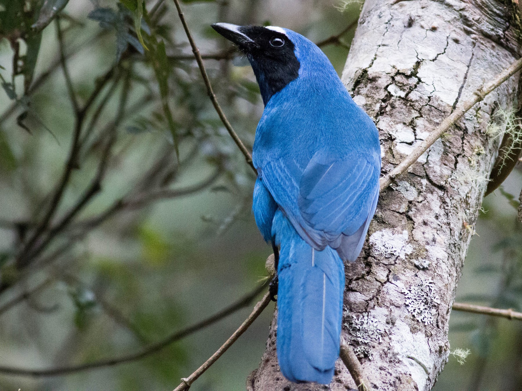 White-collared Jay - eBird