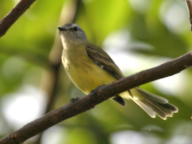 Photos - Yungas Tyrannulet - Phyllomyias weedeni - Birds of the World