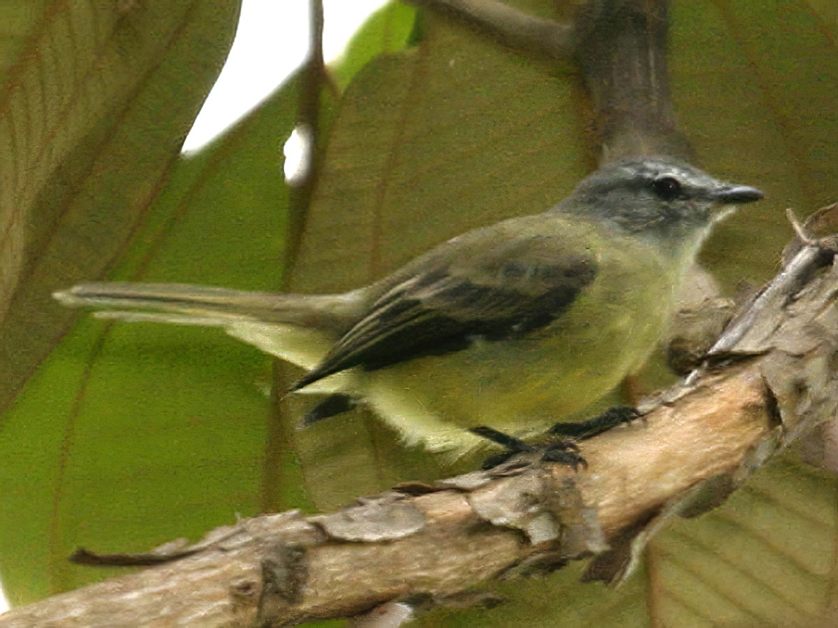 Yungas Tyrannulet - eBird