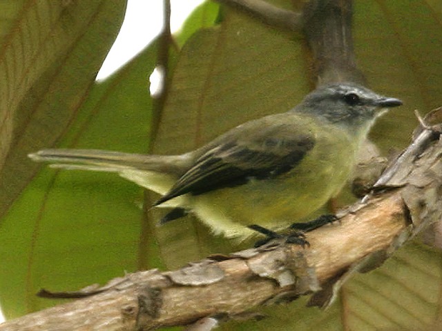 Photos - Yungas Tyrannulet - Phyllomyias weedeni - Birds of the World