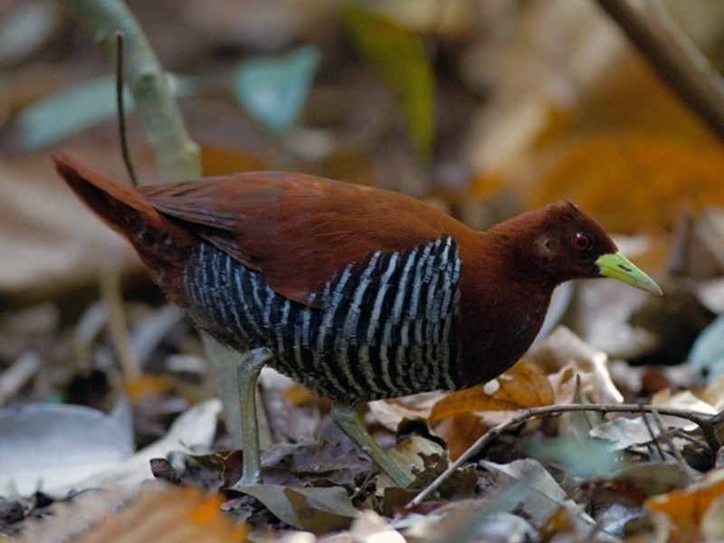 Andaman Crake - eBird