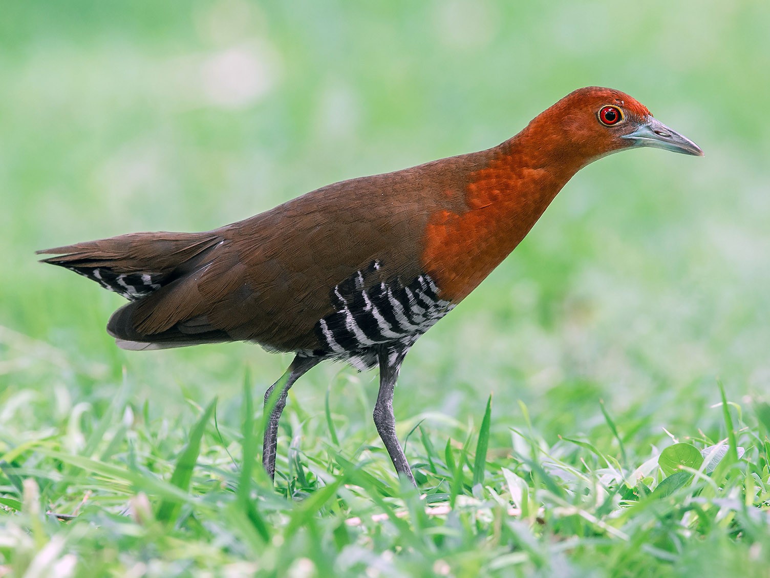 Slaty-legged Crake - eBird