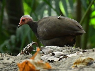 Nicobar Megapode - eBird