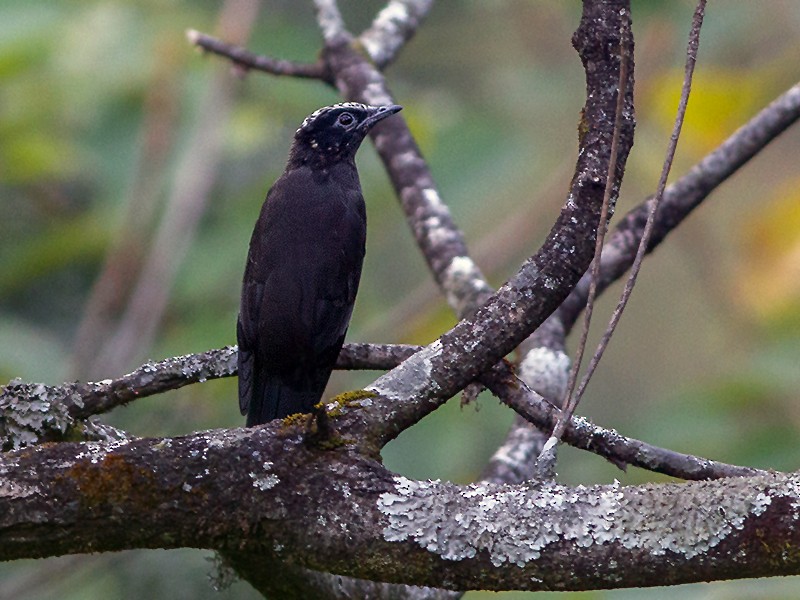 Cochoa púrpura - eBird