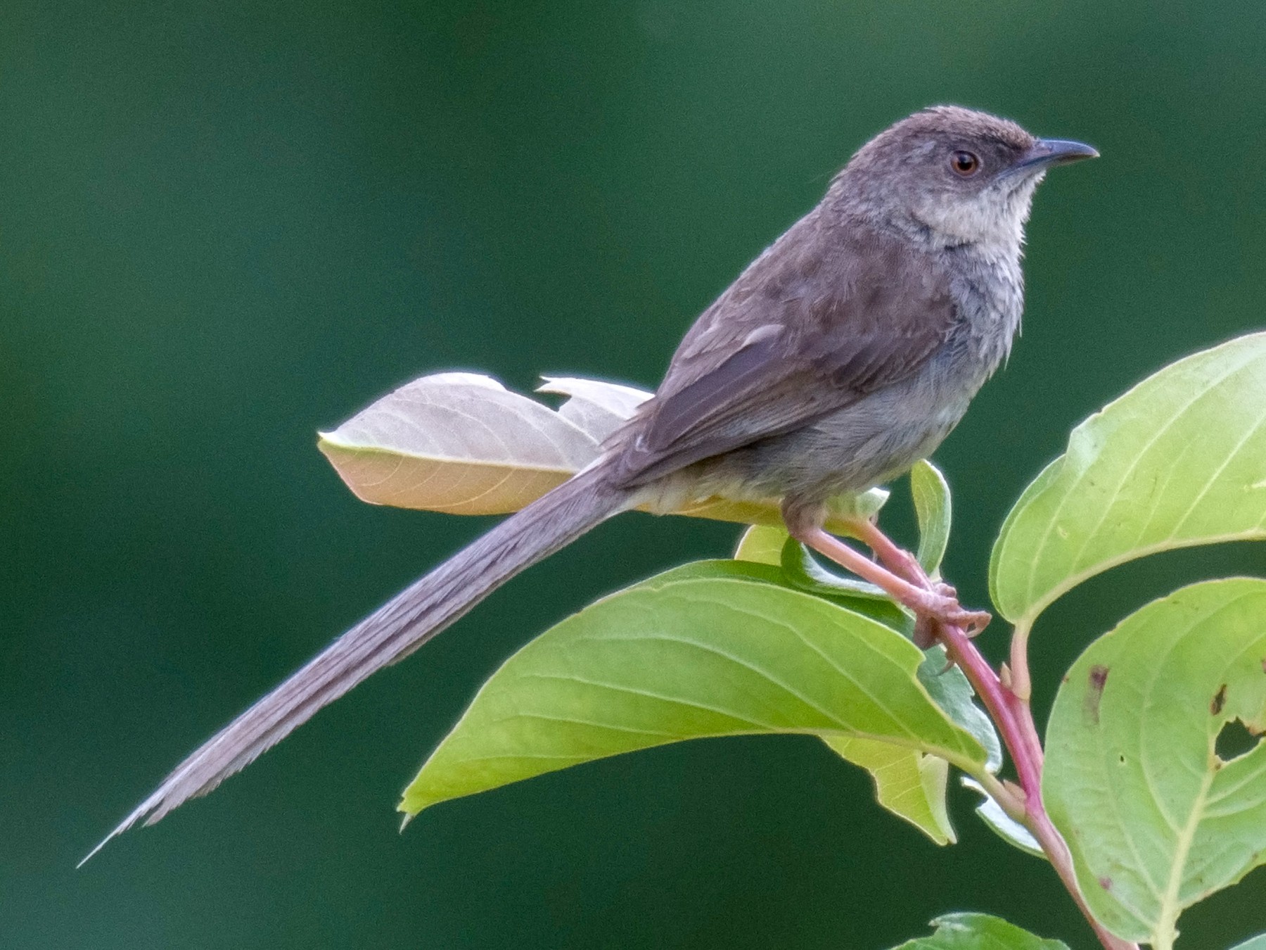 Striated Prinia - eBird
