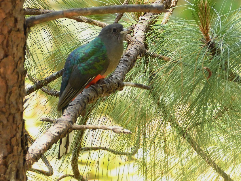 Eared Quetzal - eBird