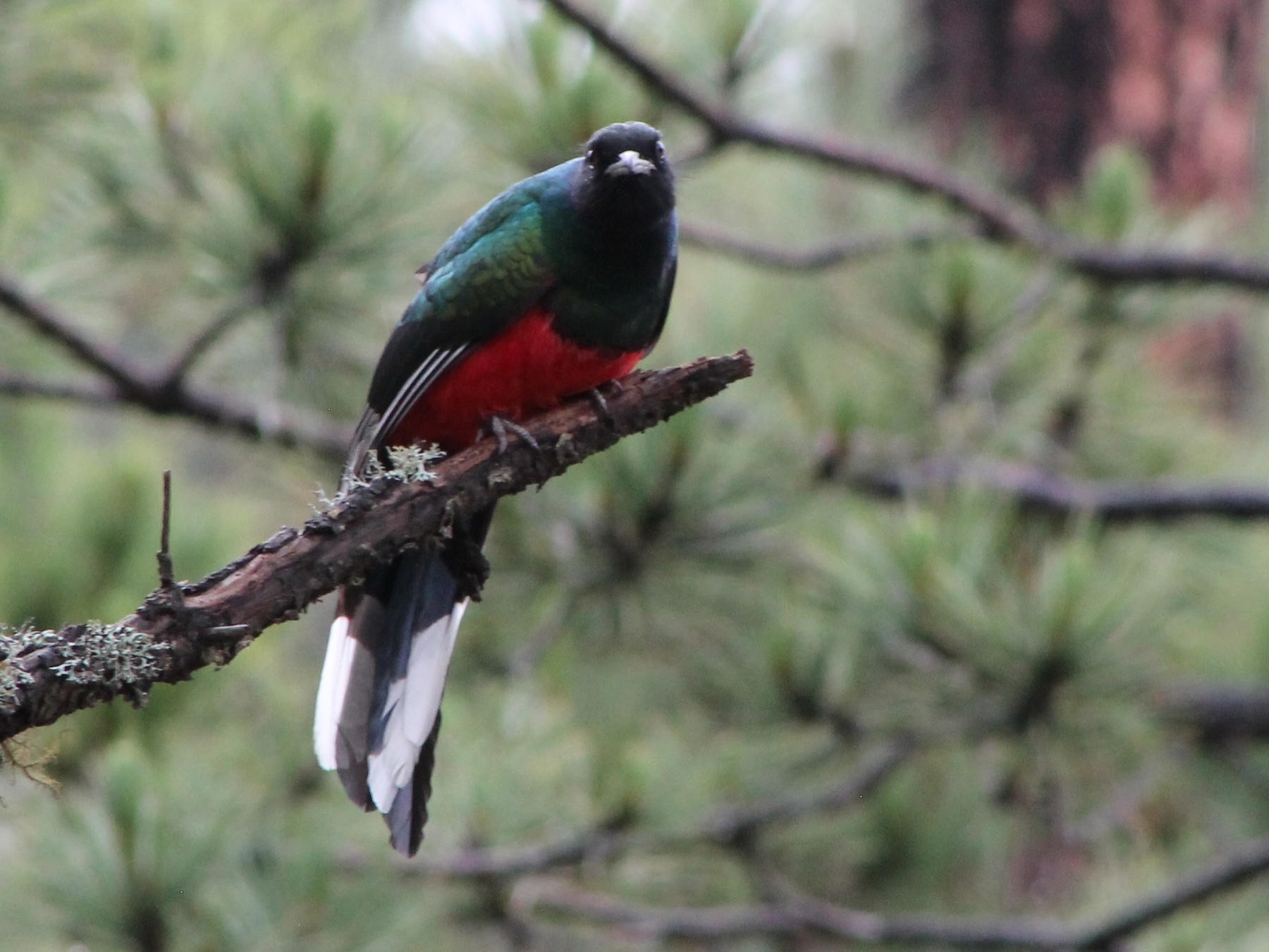 Eared Quetzal - eBird