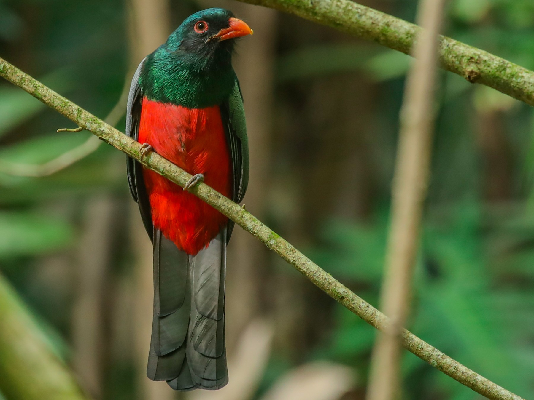 Slaty-tailed Trogon - eBird