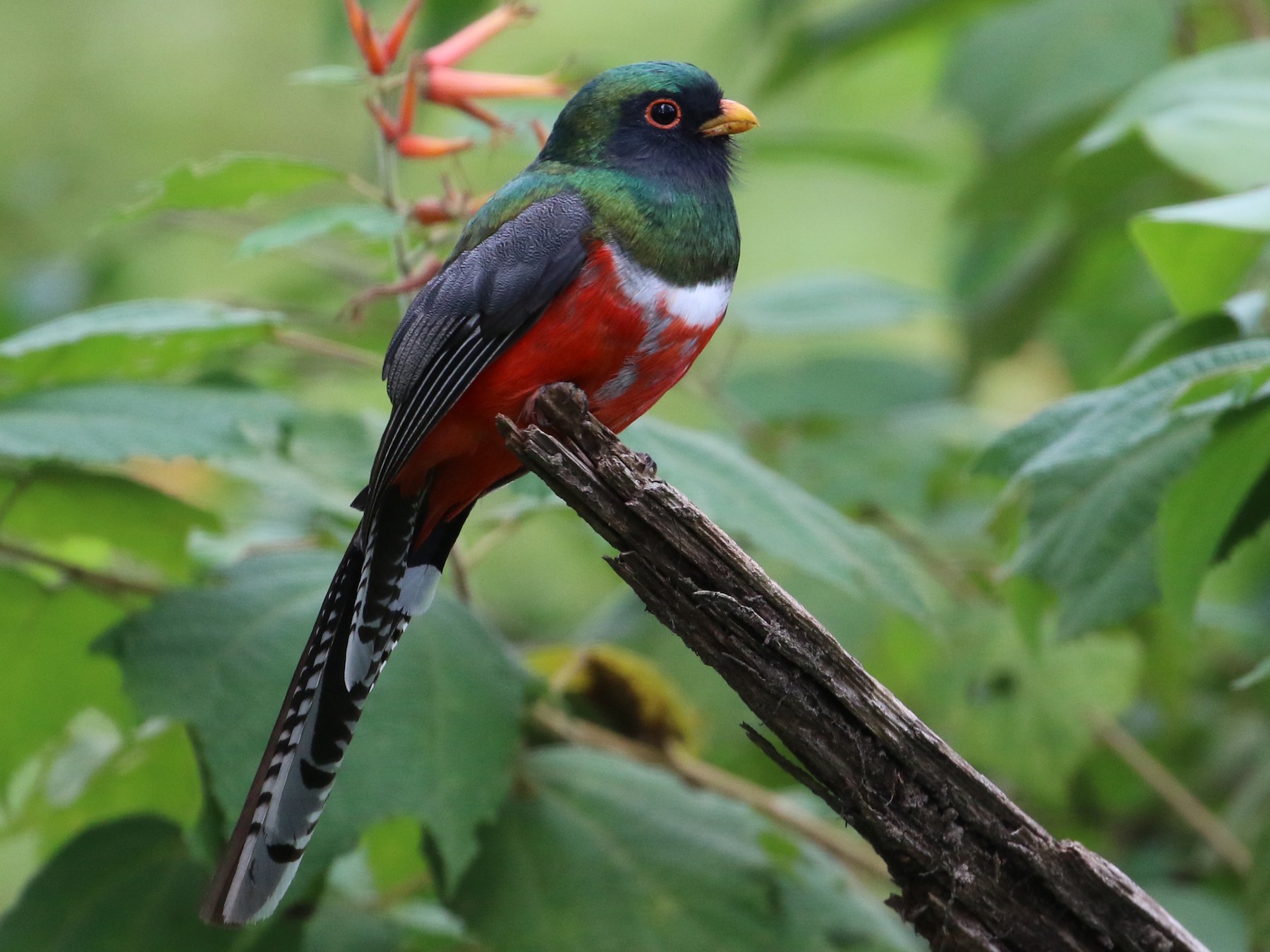 Coa Mexicana - eBird