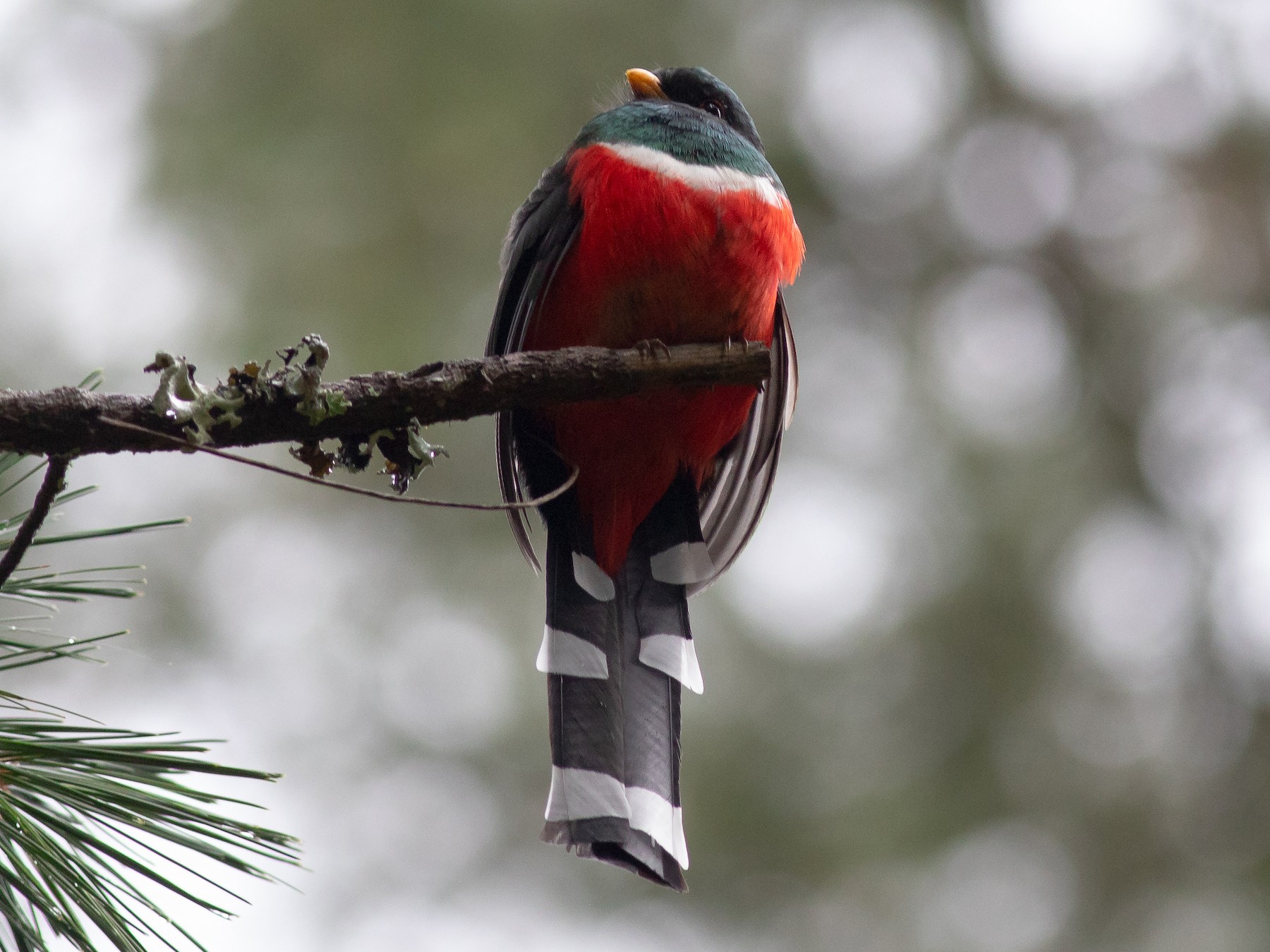 Mountain Trogon - eBird