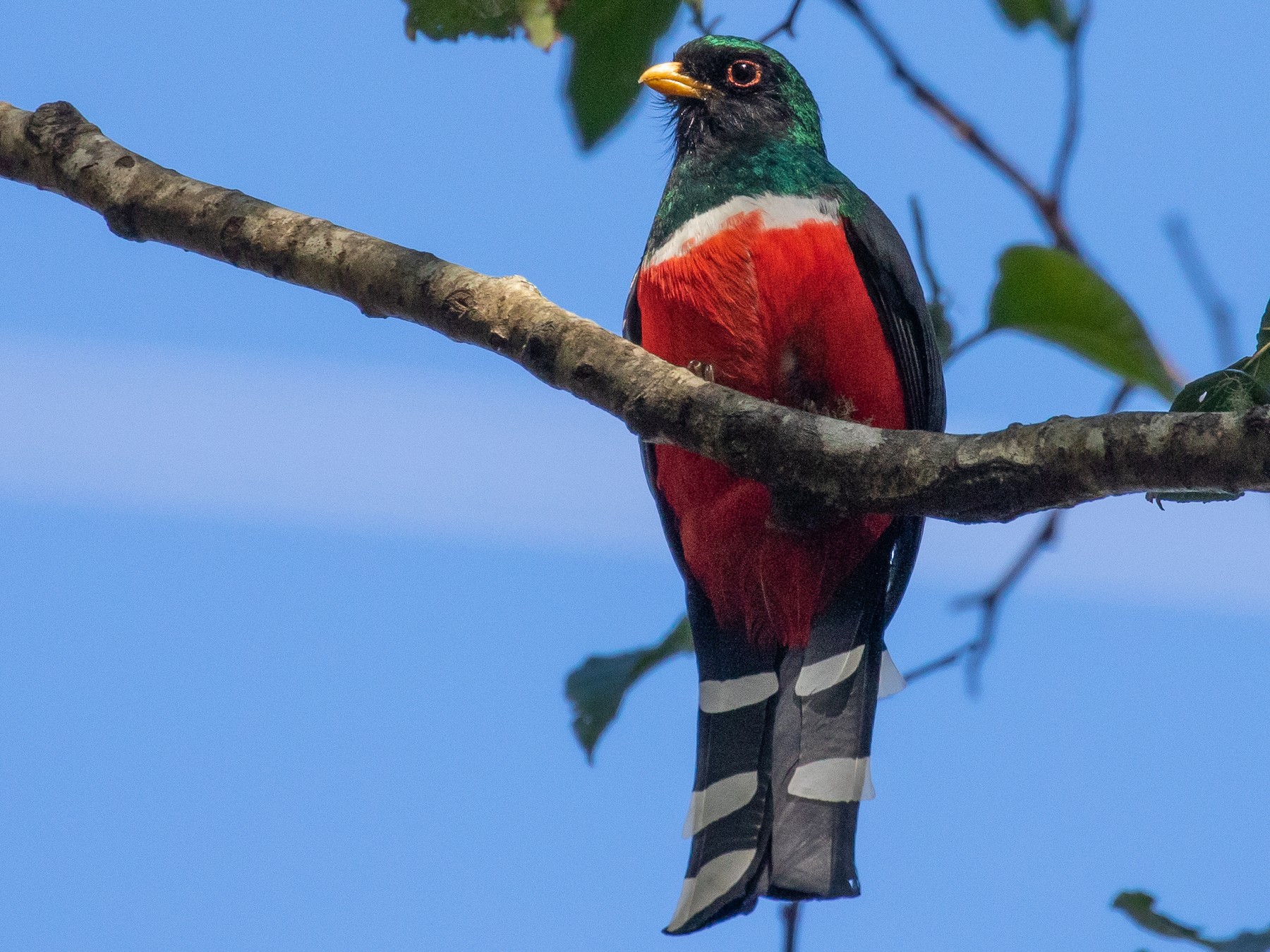 Mountain Trogon - eBird