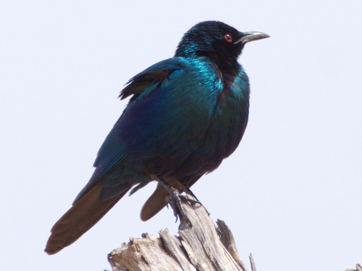 Sharp-tailed Starling - eBird