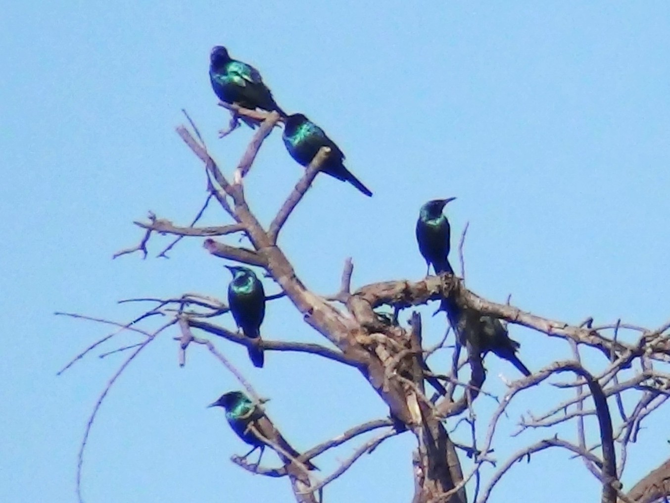 Sharp-tailed Starling - eBird