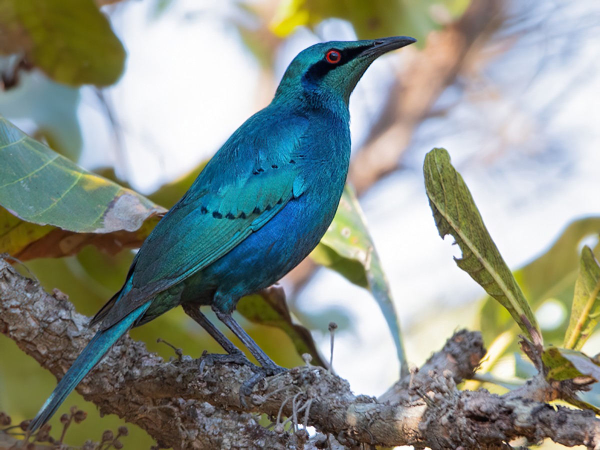 Sharp-tailed Starling - eBird
