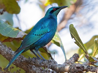 Sharp-tailed Starling - Lamprotornis acuticaudus - Birds of the World