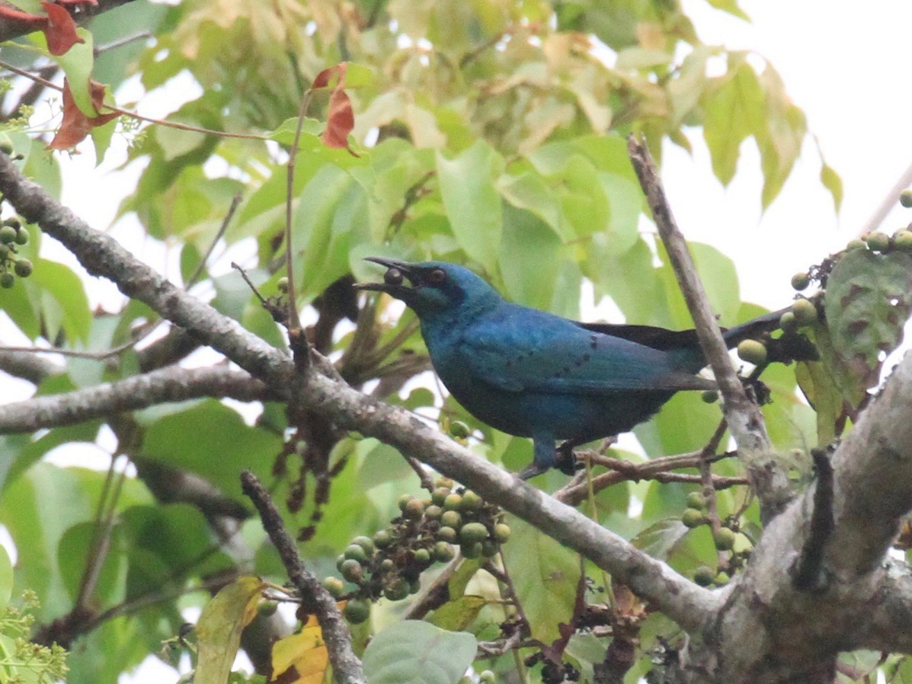 Sharp-tailed Starling - eBird