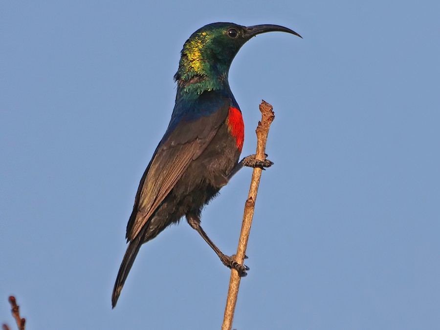 Shelley's Sunbird - eBird