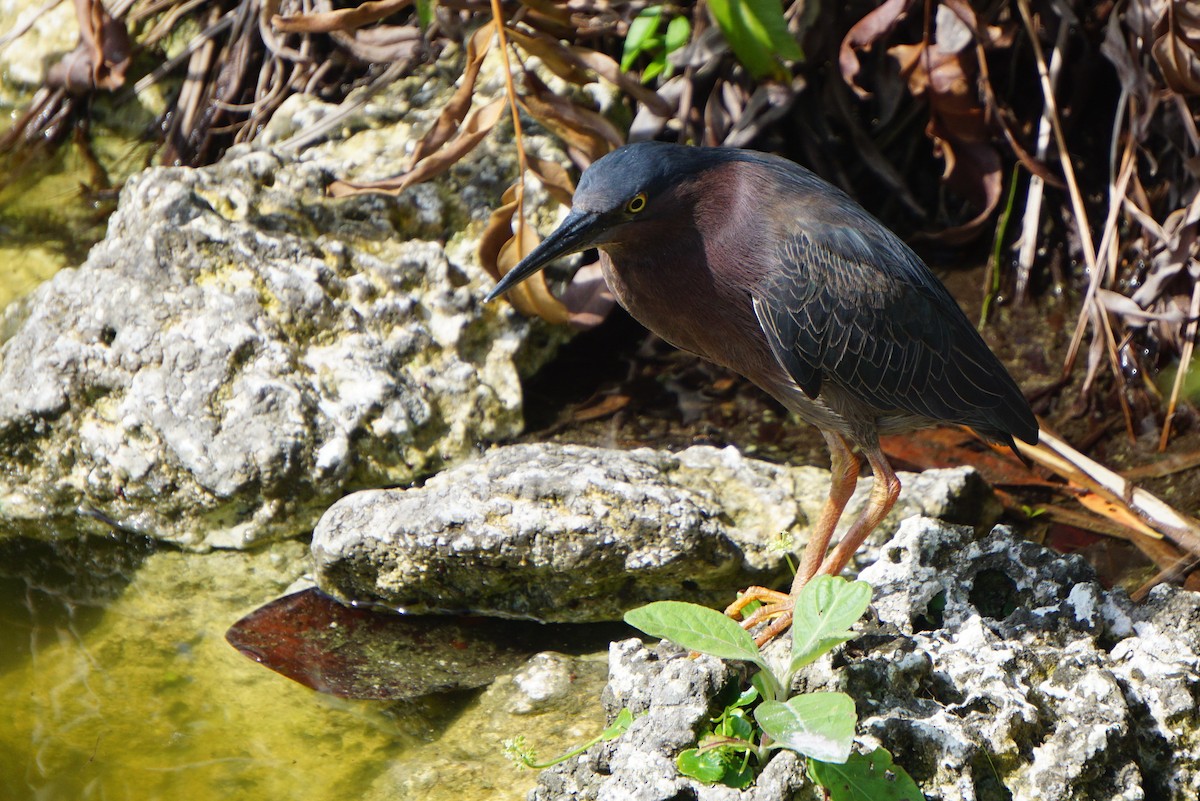 eBird Checklist - 7 May 2020 - Key West Tropical Forest & Botanical ...