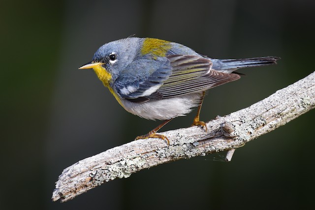 Northern Parula