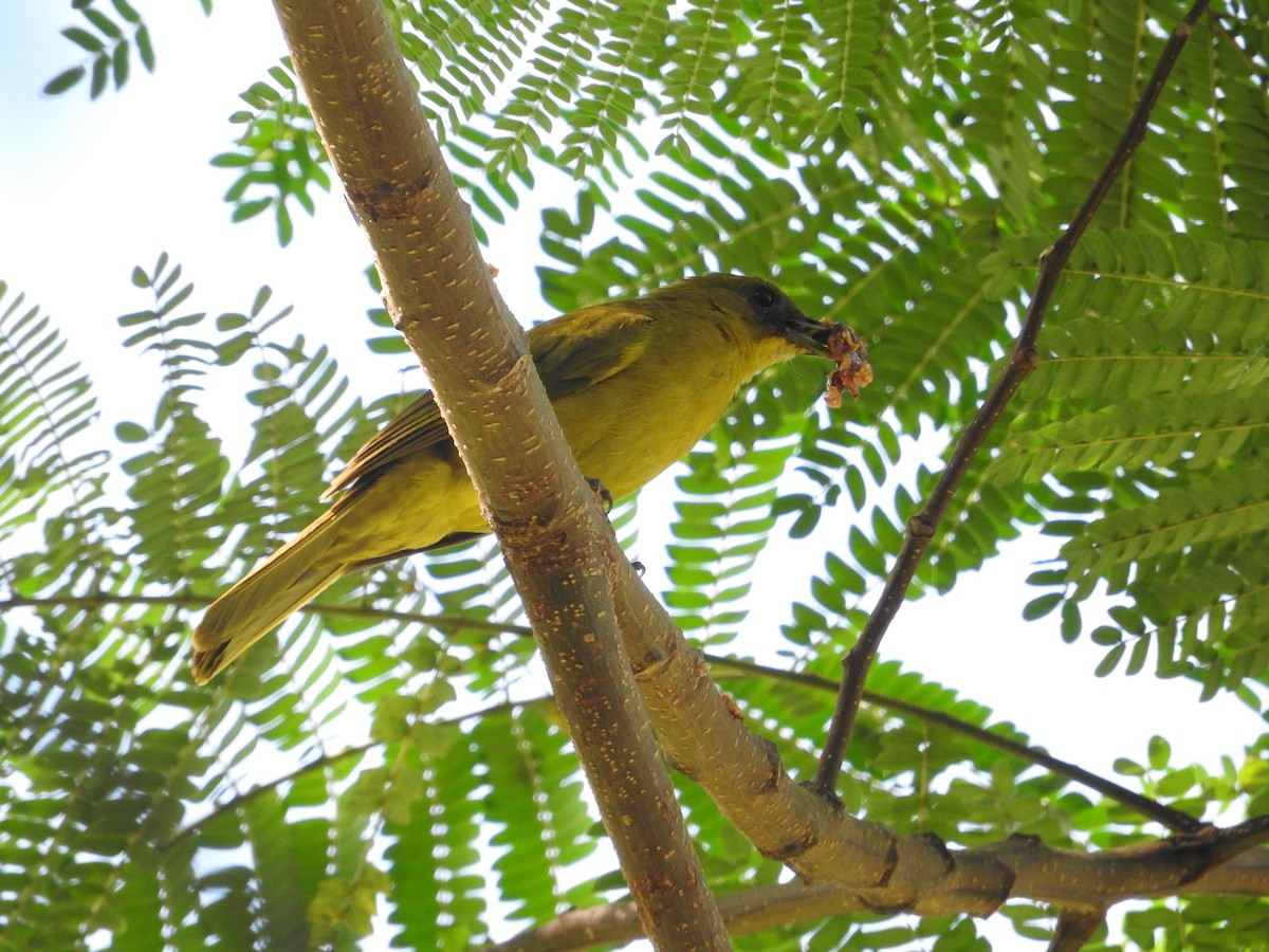 Halmahera Golden-Bulbul - Hypsipetes chloris - Birds of the World