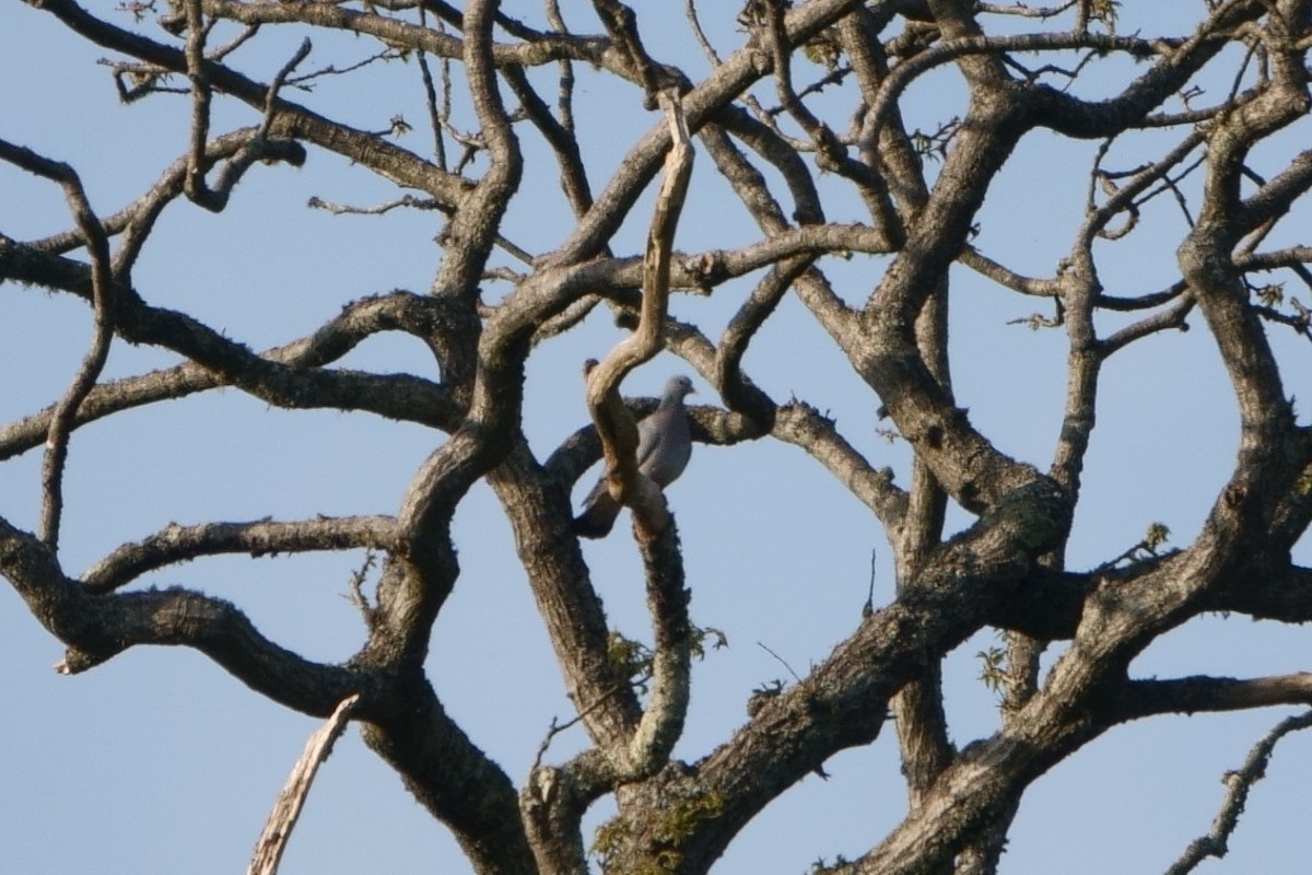 eBird Checklist - 22 Apr 2020 - Helston Loe Pool - 47 species